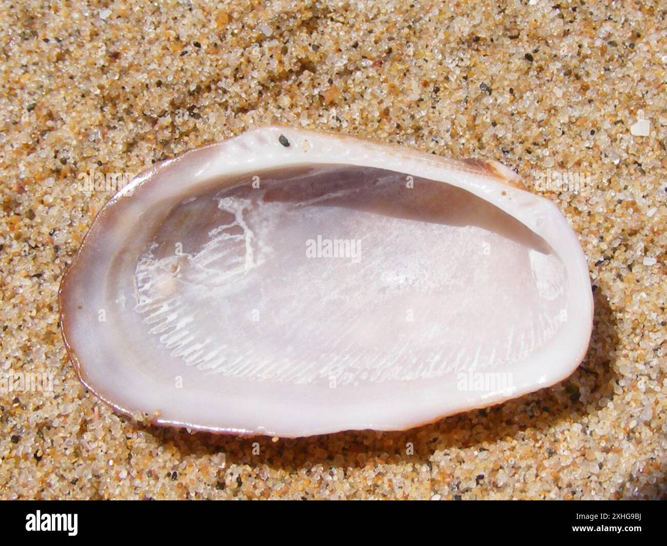 Barbatia hi-res stock photography and images - Alamy