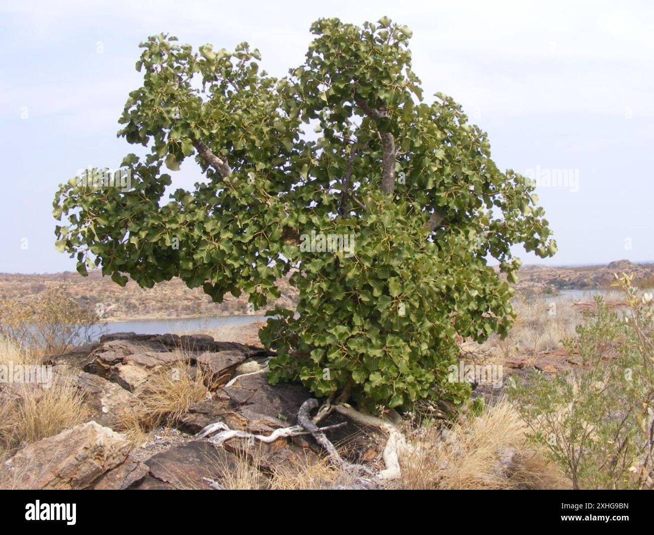 Large-leaved rock fig (Ficus abutilifolia Stock Photo - Alamy