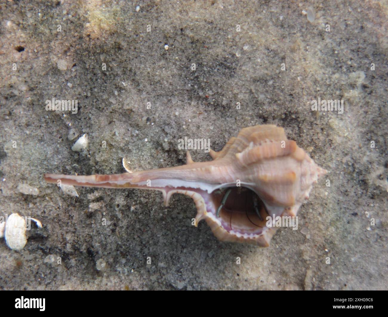 Short-spined Murex (Murex brevispina Stock Photo - Alamy