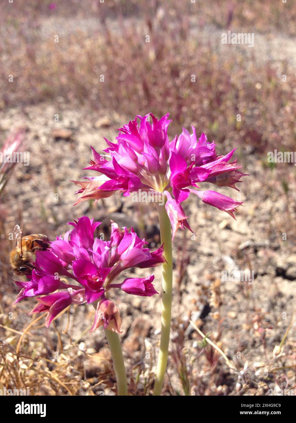crinkled onion (Allium crispum Stock Photo - Alamy