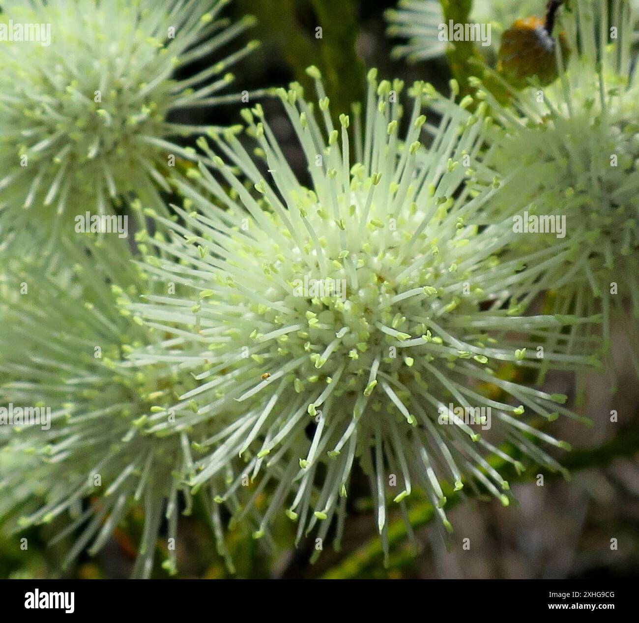 Cone Stompie (Brunia noduliflora Stock Photo - Alamy