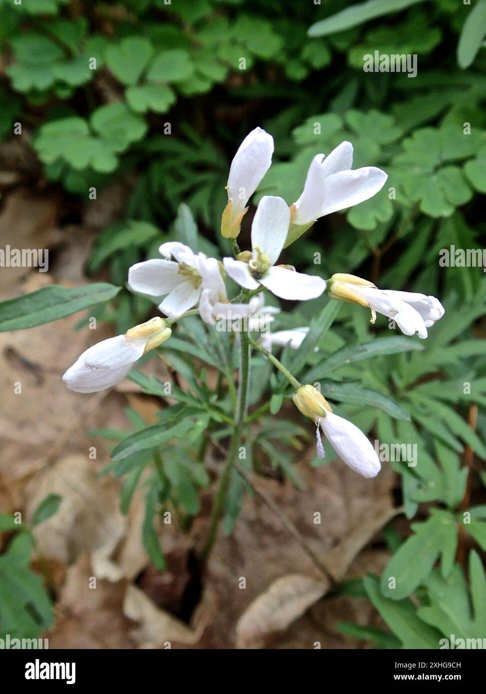 cut-leaved toothwort (Cardamine concatenata Stock Photo - Alamy