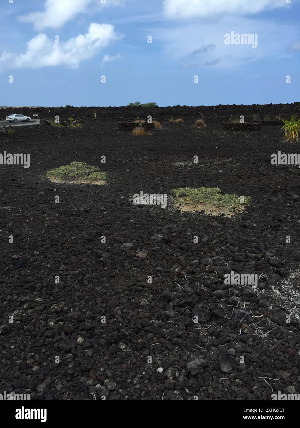 Sesbania tomentosa hi-res stock photography and images - Alamy