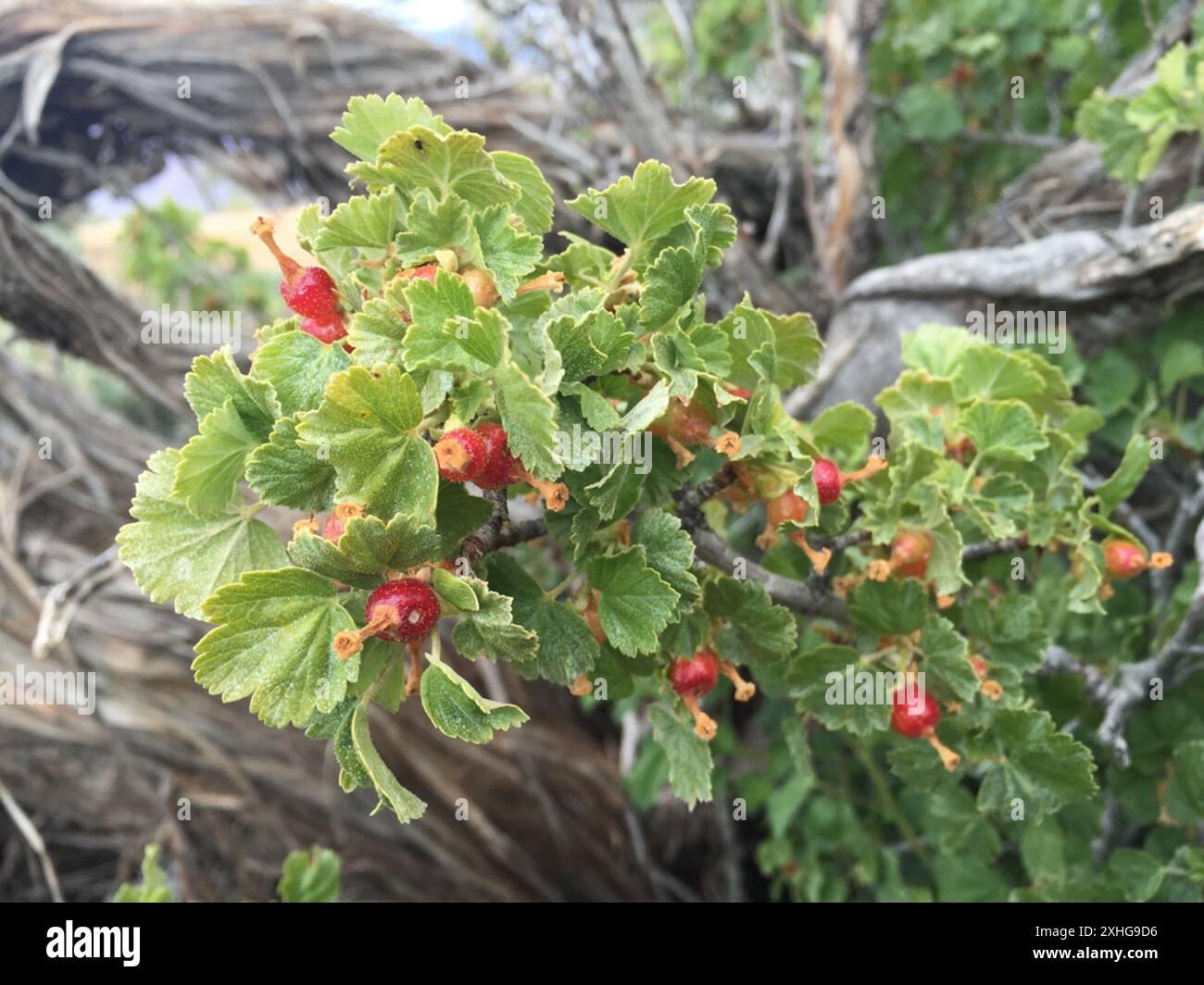 wax currant (Ribes cereum Stock Photo - Alamy