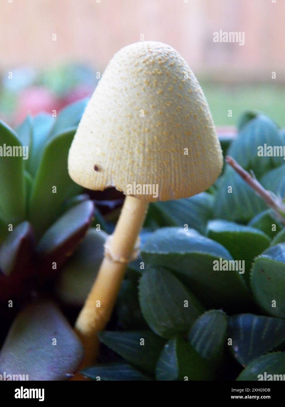 flowerpot parasol (Leucocoprinus birnbaumii Stock Photo - Alamy