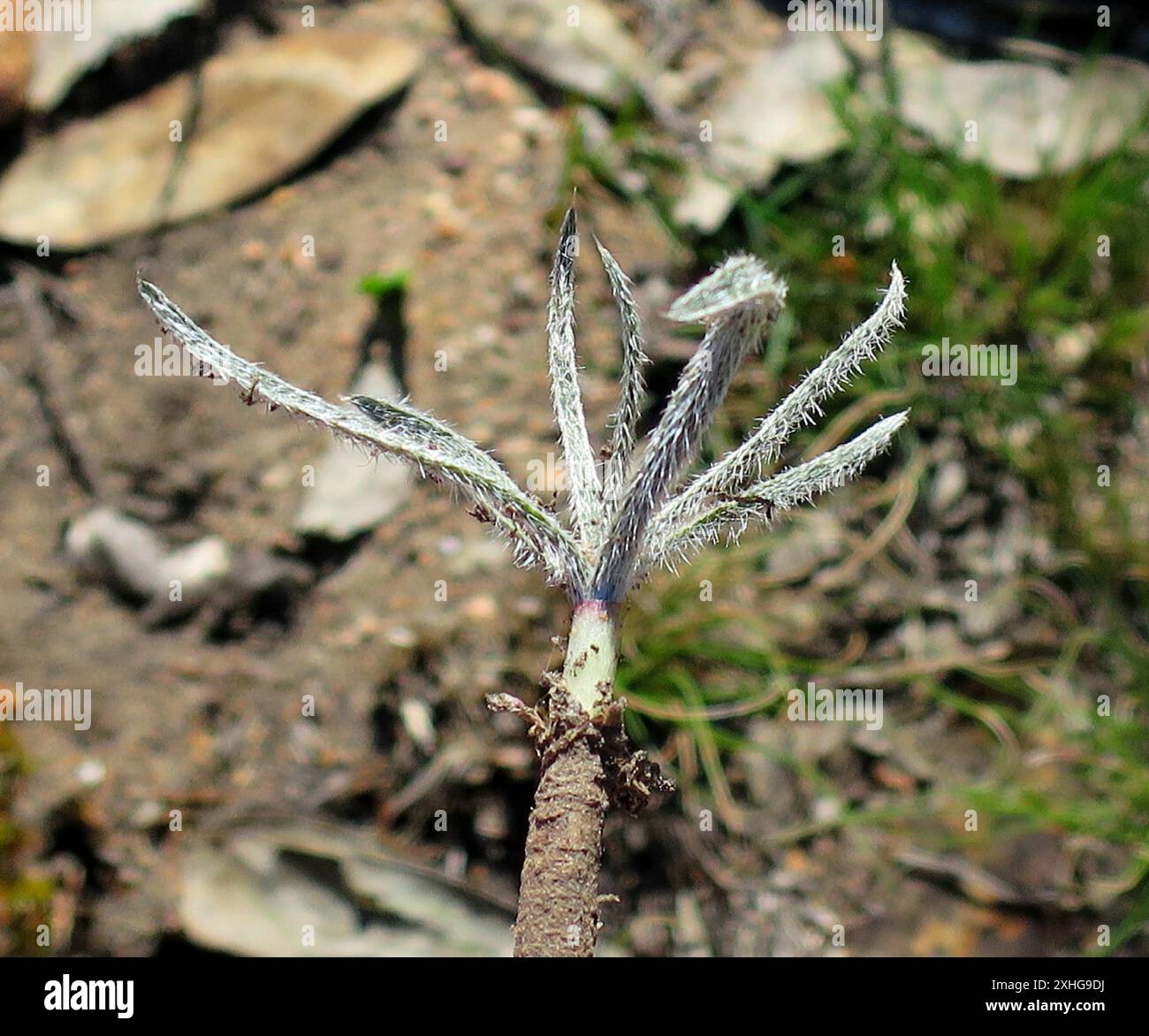 Gethyllis villosa hi-res stock photography and images - Alamy