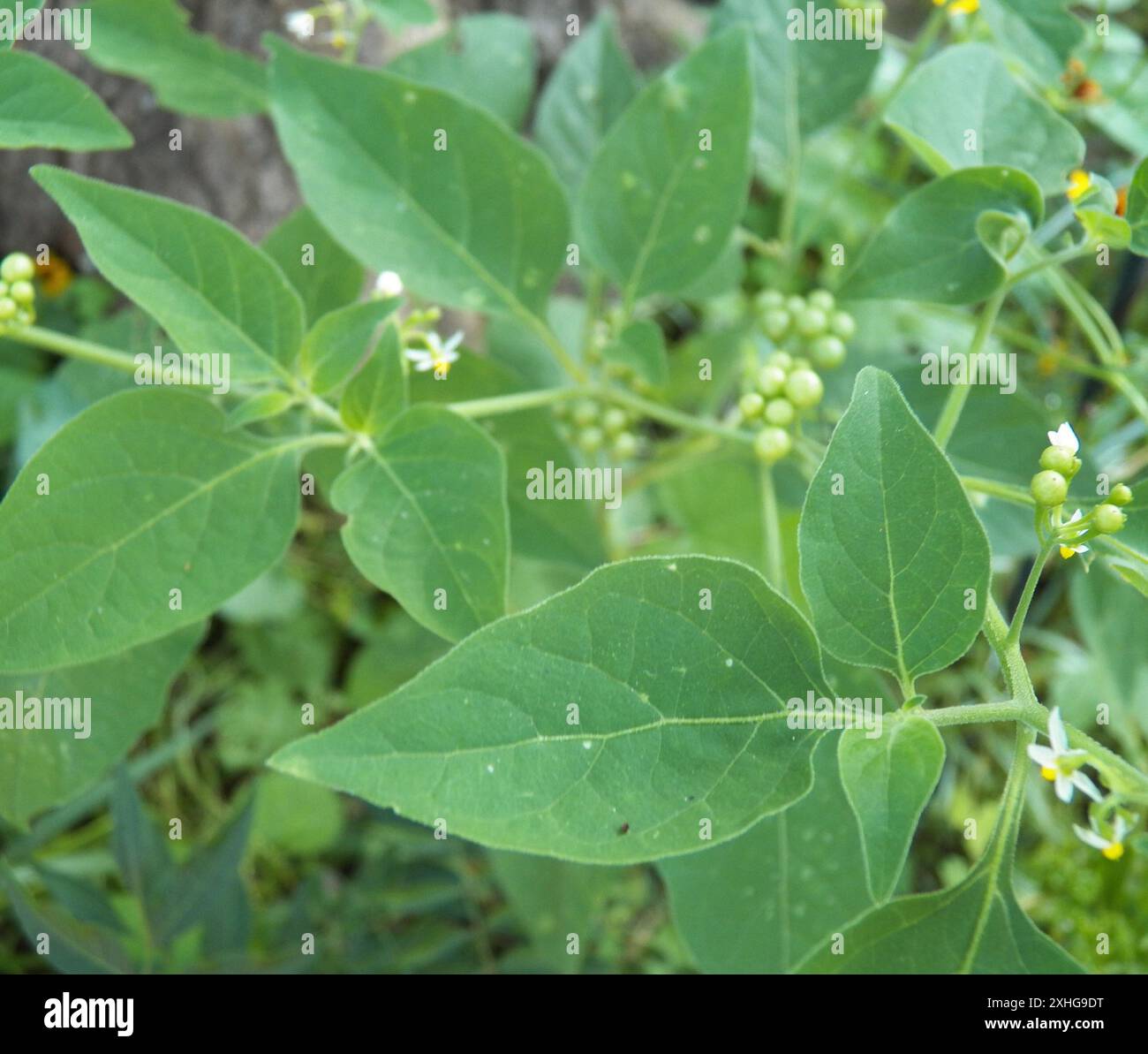 American black nightshade (Solanum americanum Stock Photo - Alamy