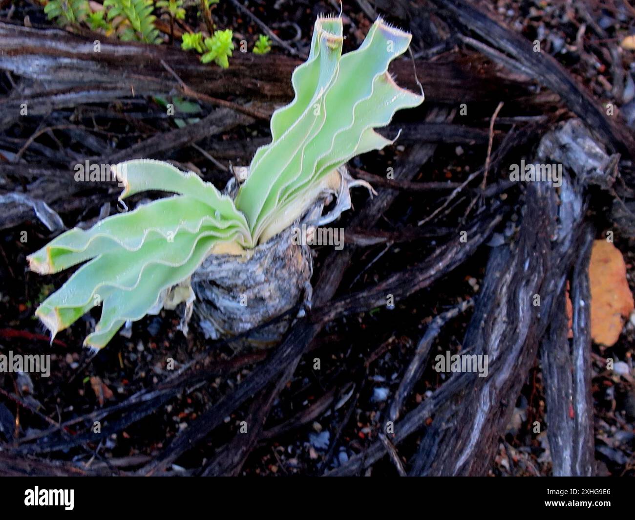 Poison-bulb (Boophone disticha Stock Photo - Alamy