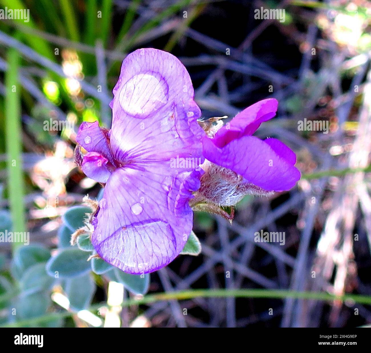 Podalyria hi-res stock photography and images - Alamy