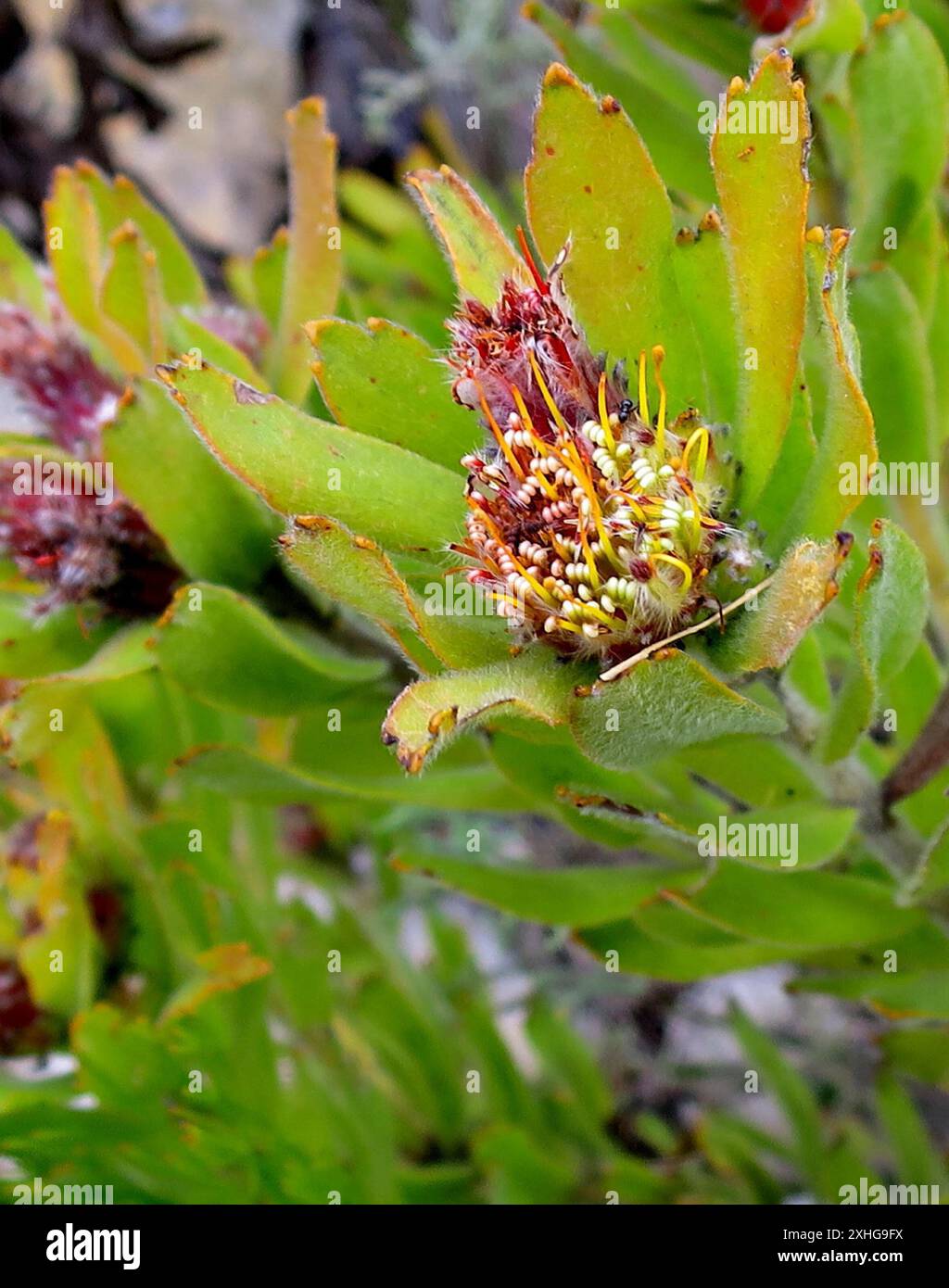 Oleifolium hi-res stock photography and images - Alamy
