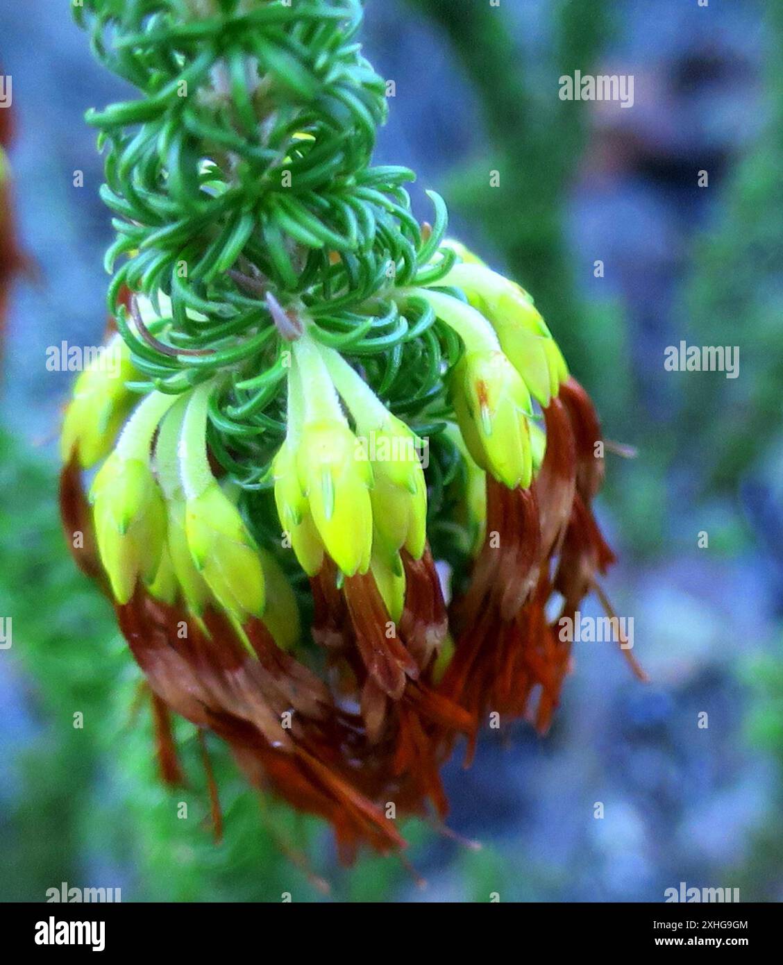 Erica coccinea coccinea hi-res stock photography and images - Alamy