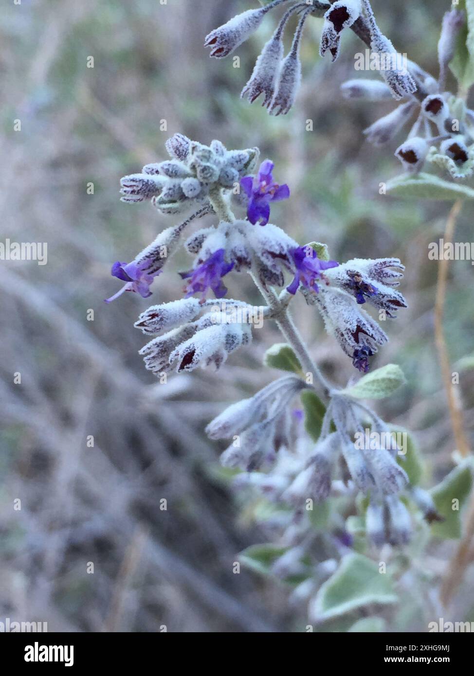 desert lavender (Condea emoryi Stock Photo - Alamy