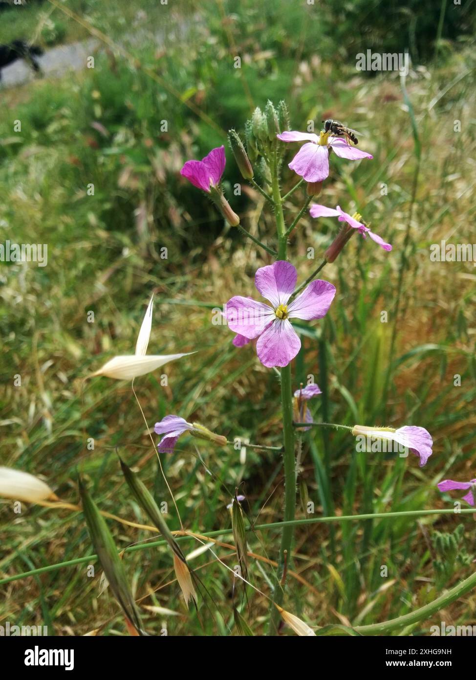 wild and domestic radish (Raphanus raphanistrum sativus Stock Photo - Alamy