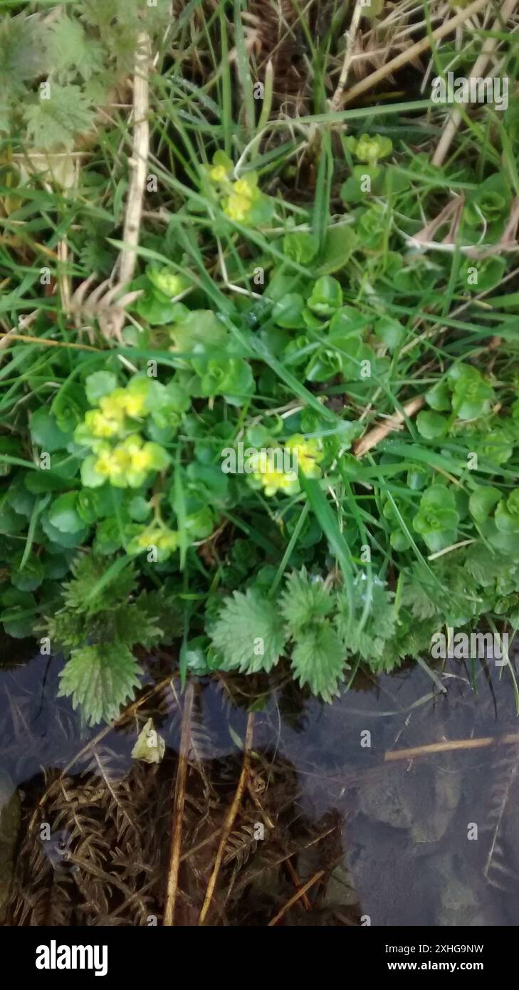 Opposite-leaved Golden-saxifrage (Chrysosplenium oppositifolium Stock ...