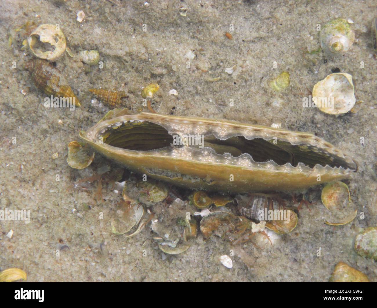 Pen Shells (Pinnidae Stock Photo - Alamy