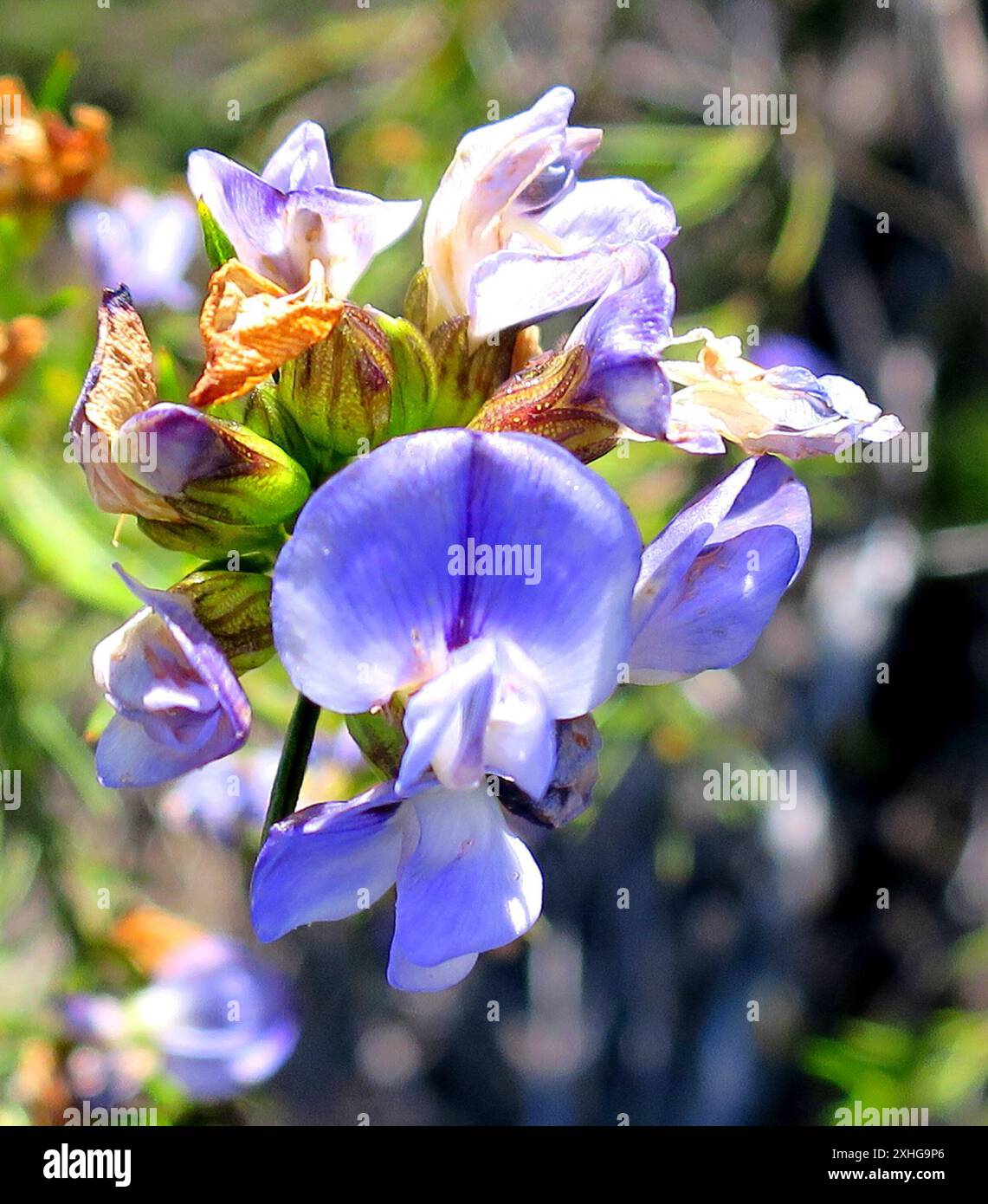 Old Tramp Fountainbush (Psoralea diturnerae Stock Photo - Alamy