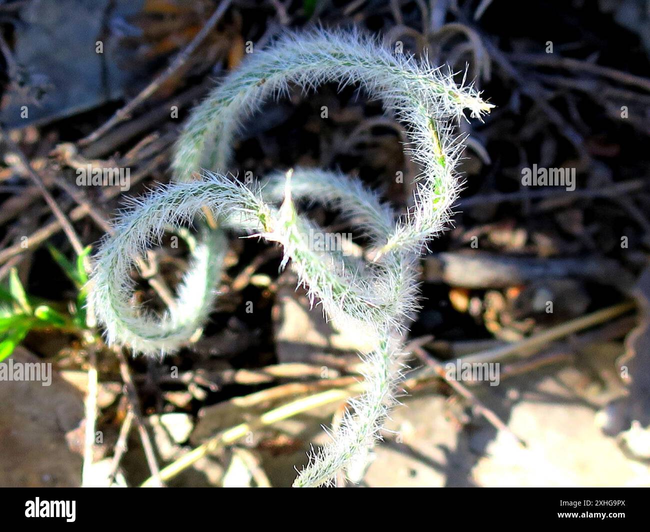 Gethyllis villosa hi-res stock photography and images - Alamy