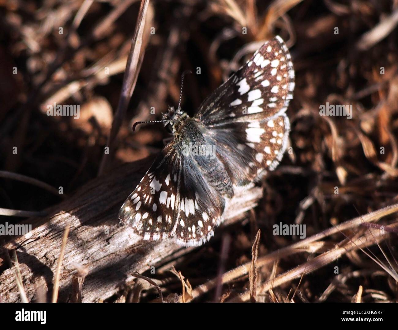 New World Checkered-Skippers (Burnsius Stock Photo - Alamy