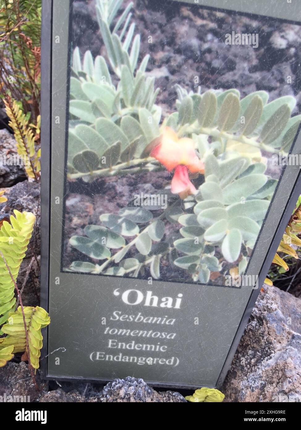 Sesbania tomentosa hi-res stock photography and images - Alamy