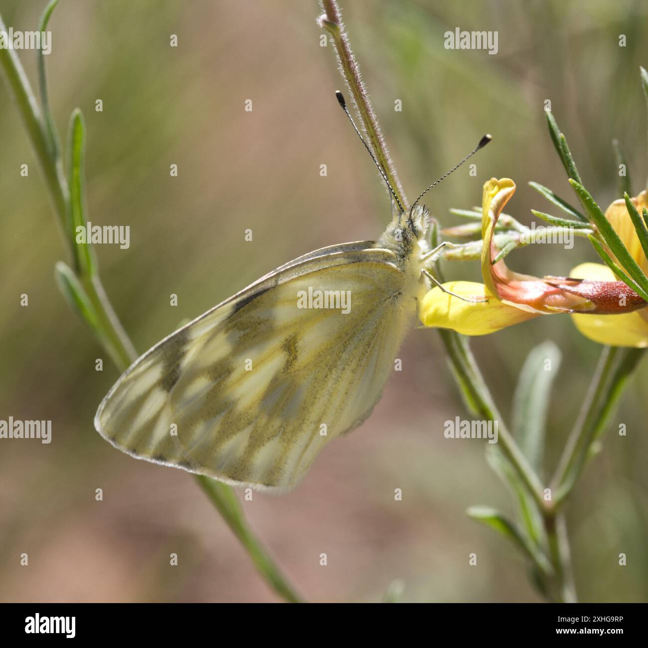 Checkered White (Pontia protodice Stock Photo - Alamy