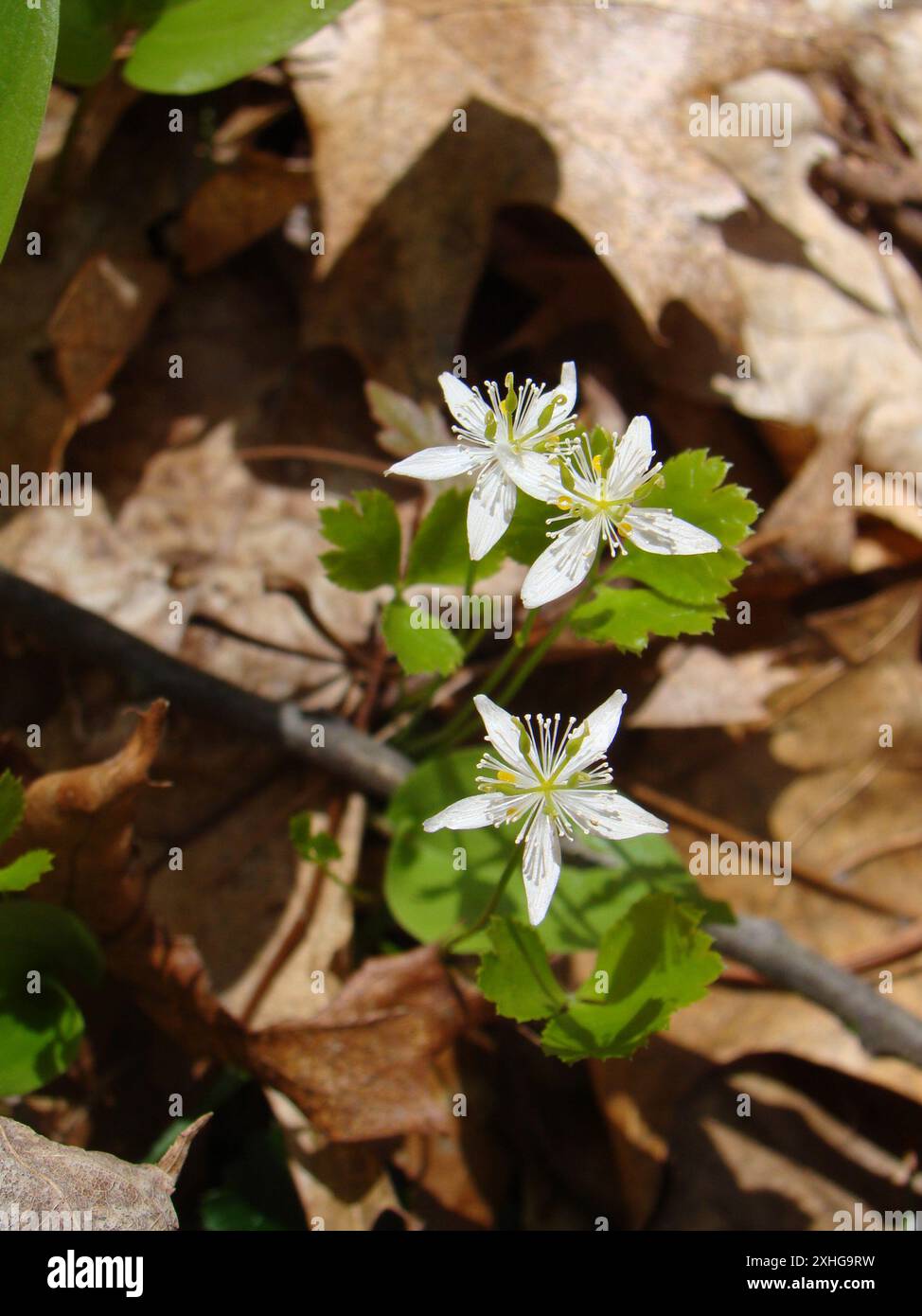 Threeleaf goldthread hi-res stock photography and images - Alamy