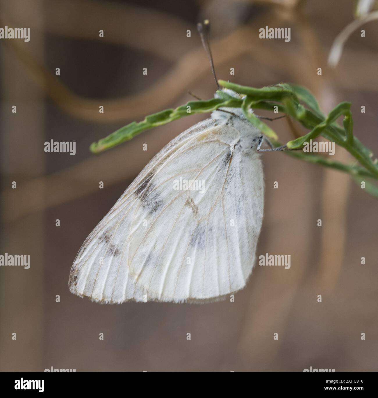 Checkered White (Pontia protodice Stock Photo - Alamy
