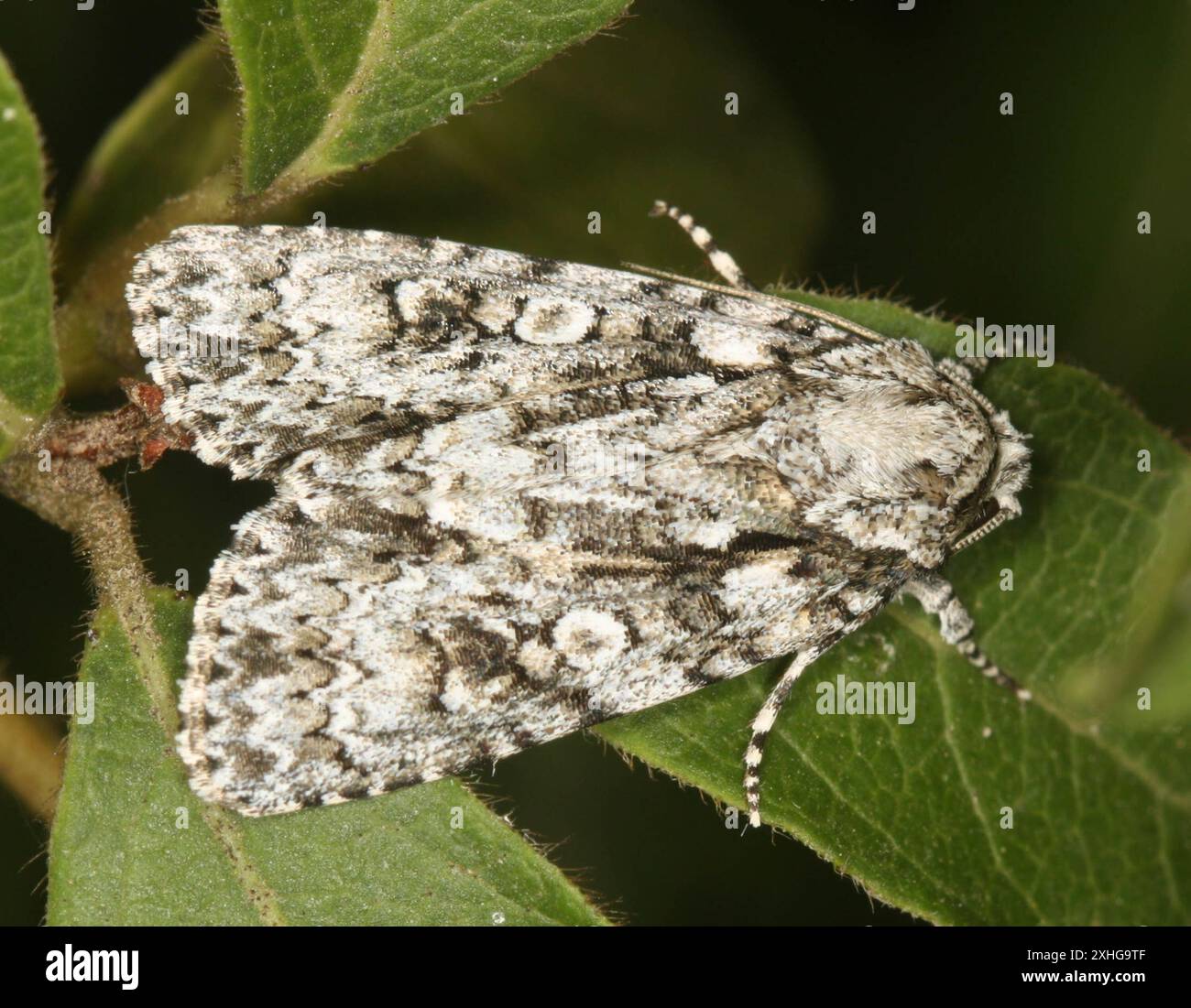 Marbled Oak Dagger (Acronicta marmorata Stock Photo - Alamy