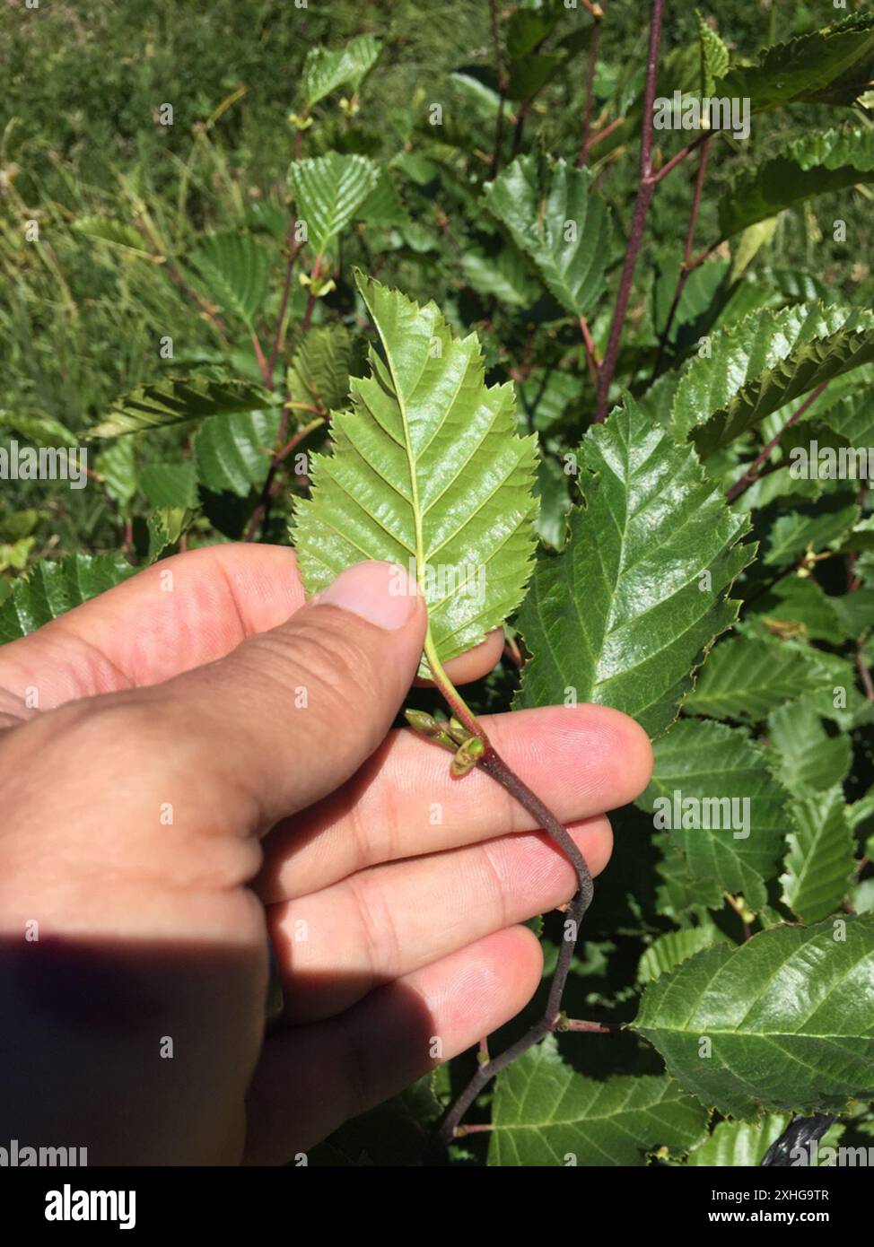 Sitka Alder (Alnus alnobetula sinuata Stock Photo - Alamy