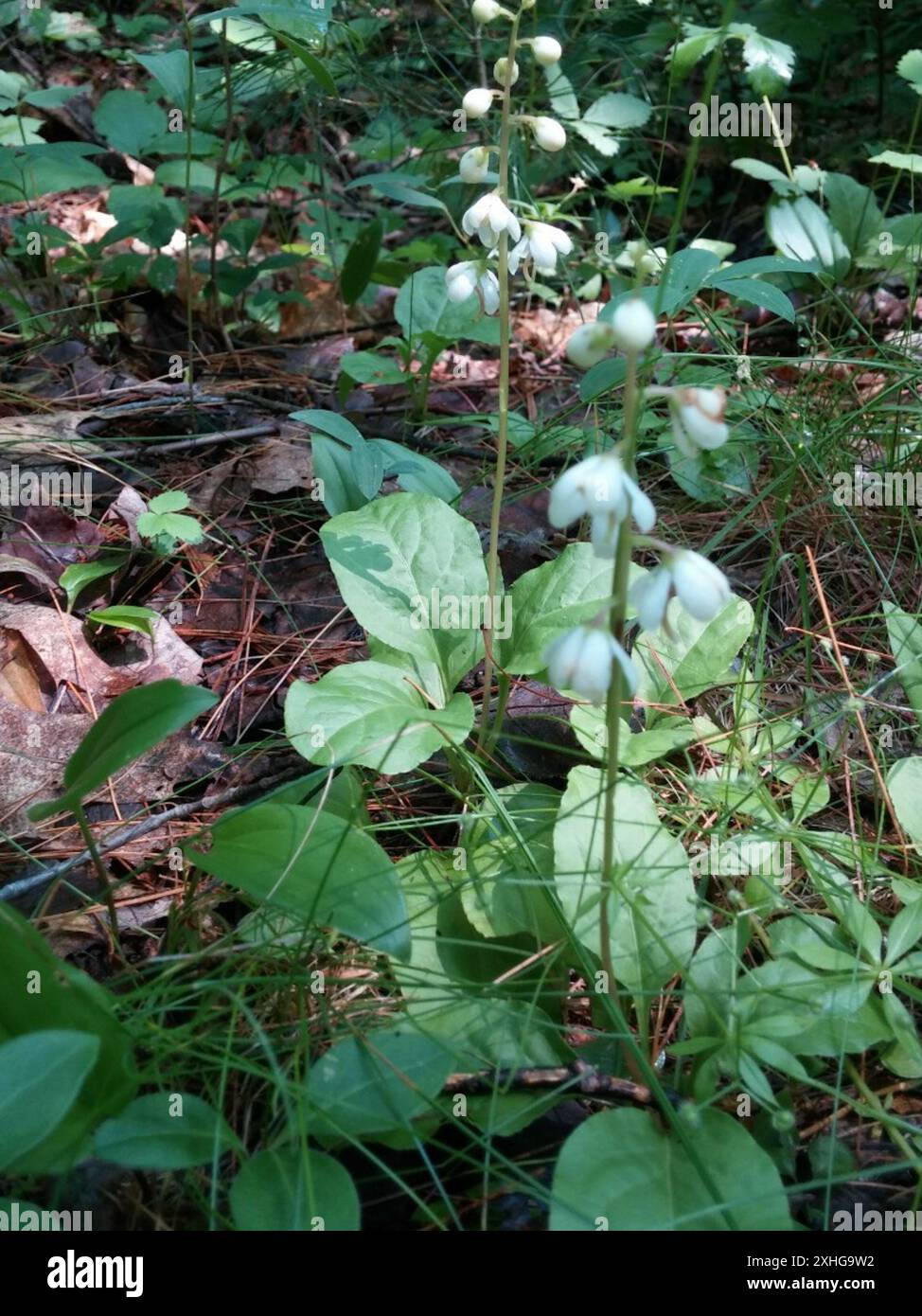 shinleaf (Pyrola elliptica Stock Photo - Alamy