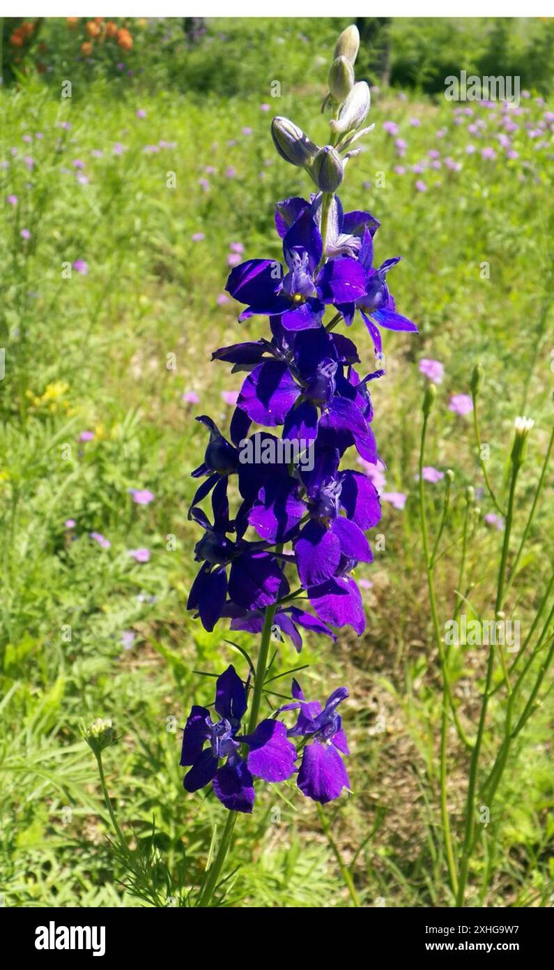 doubtful knight's-spur (Delphinium ajacis Stock Photo - Alamy