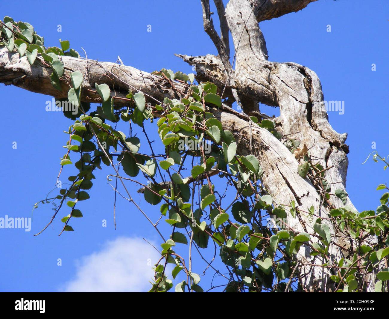 Cissus rotundifolia hi-res stock photography and images - Alamy