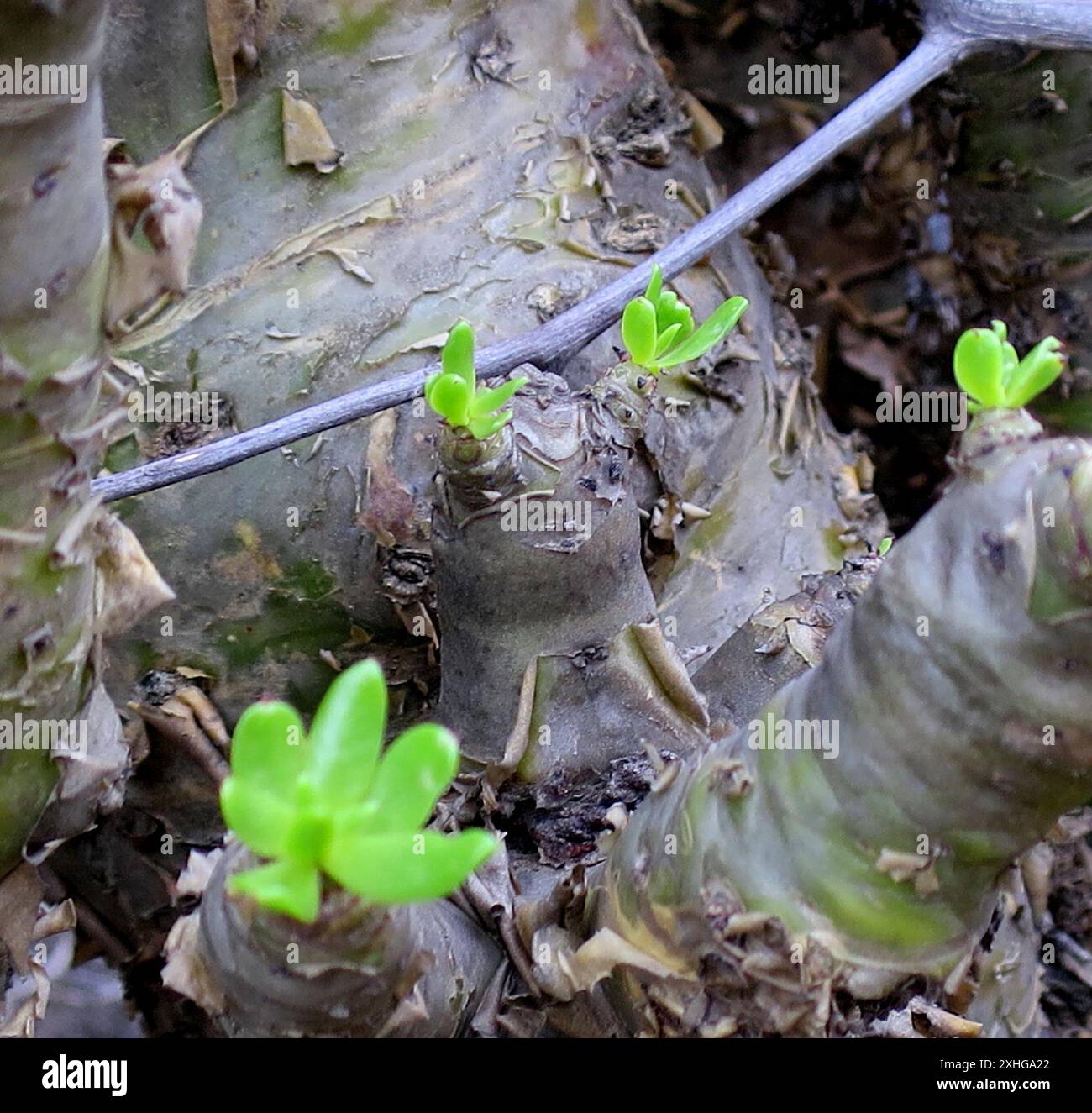 Botterboom (Tylecodon paniculatus Stock Photo - Alamy