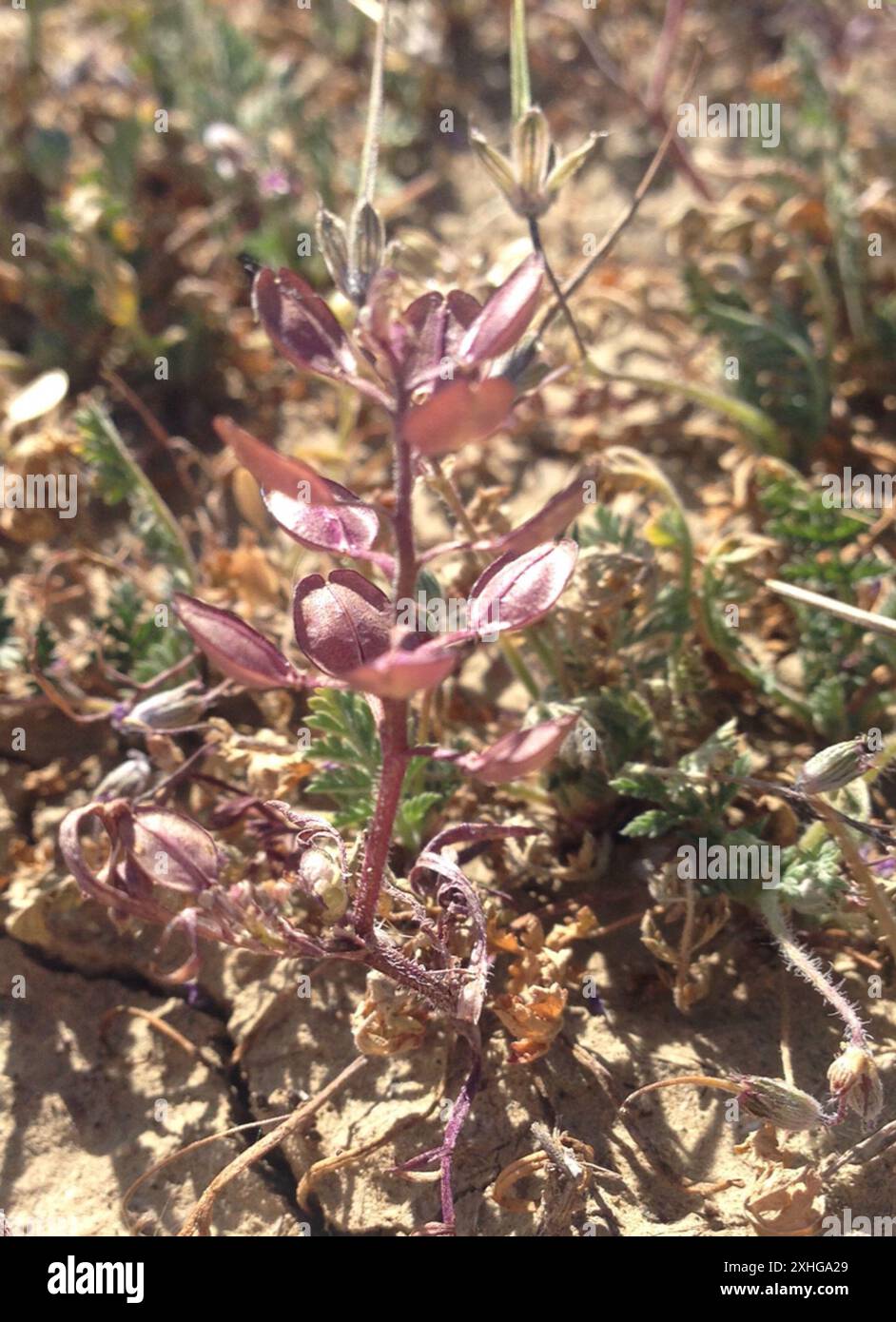Shining Pepperweed (Lepidium nitidum Stock Photo - Alamy