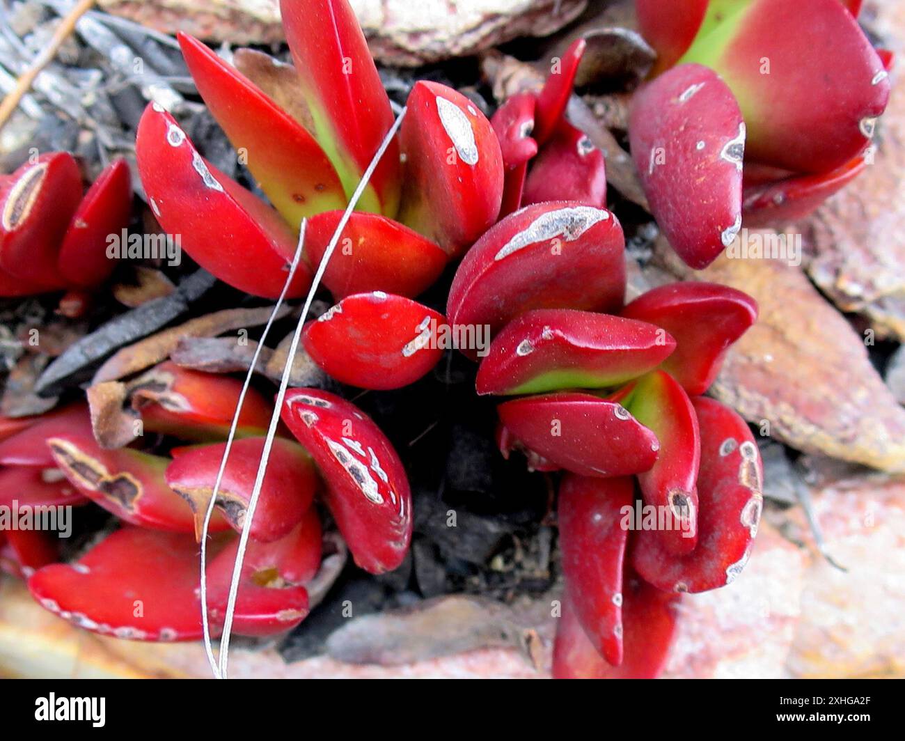 Redpurple Stonecrop (Crassula atropurpurea atropurpurea Stock Photo - Alamy