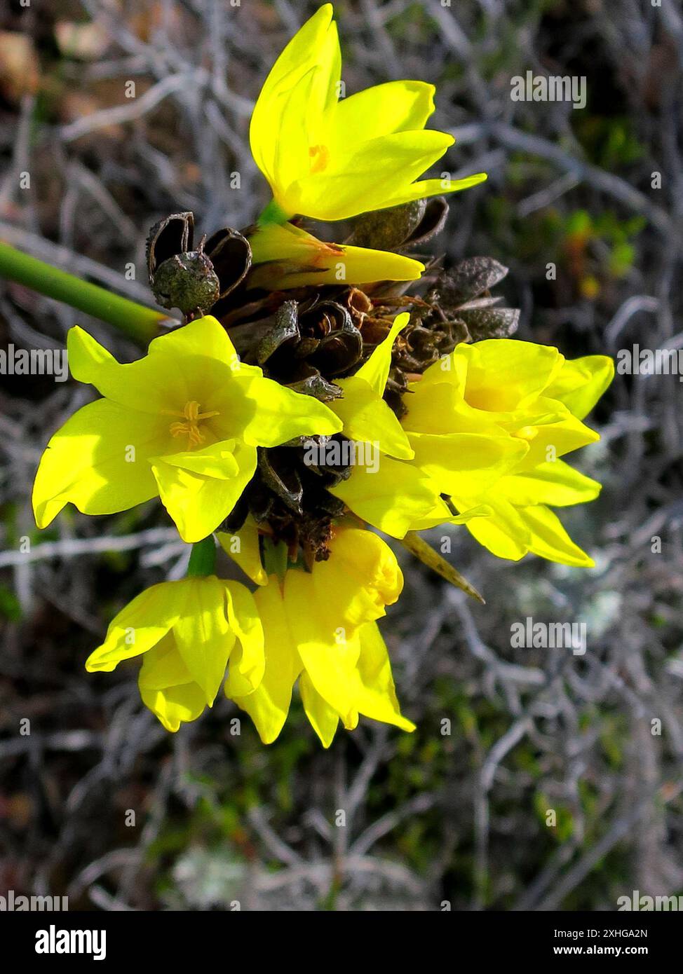 Giant Rushiris (Bobartia robusta Stock Photo - Alamy