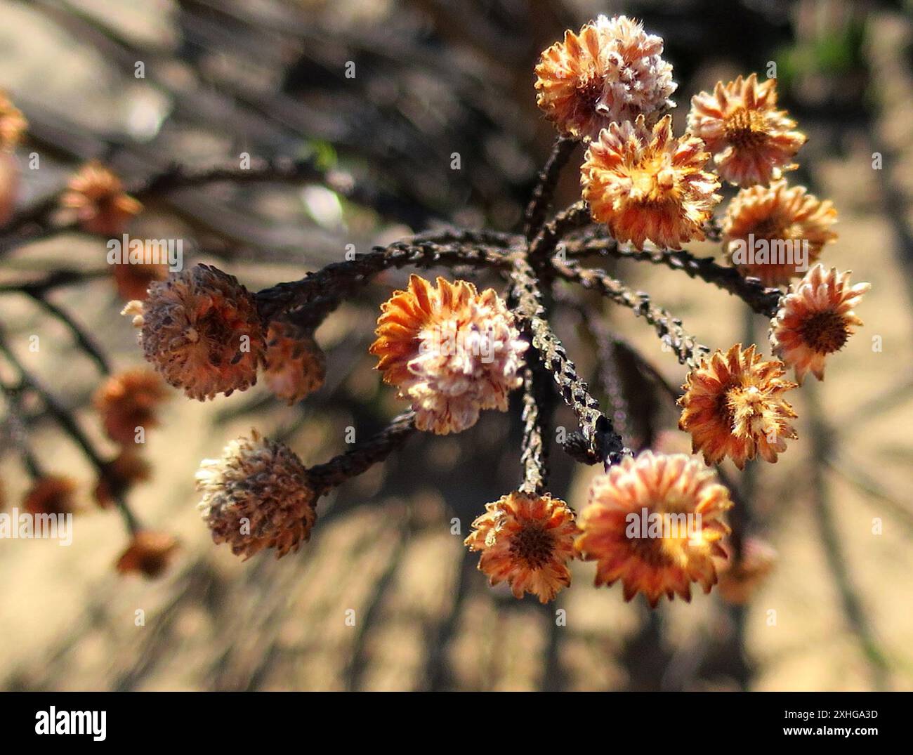 Cone Stompie (Brunia noduliflora Stock Photo - Alamy