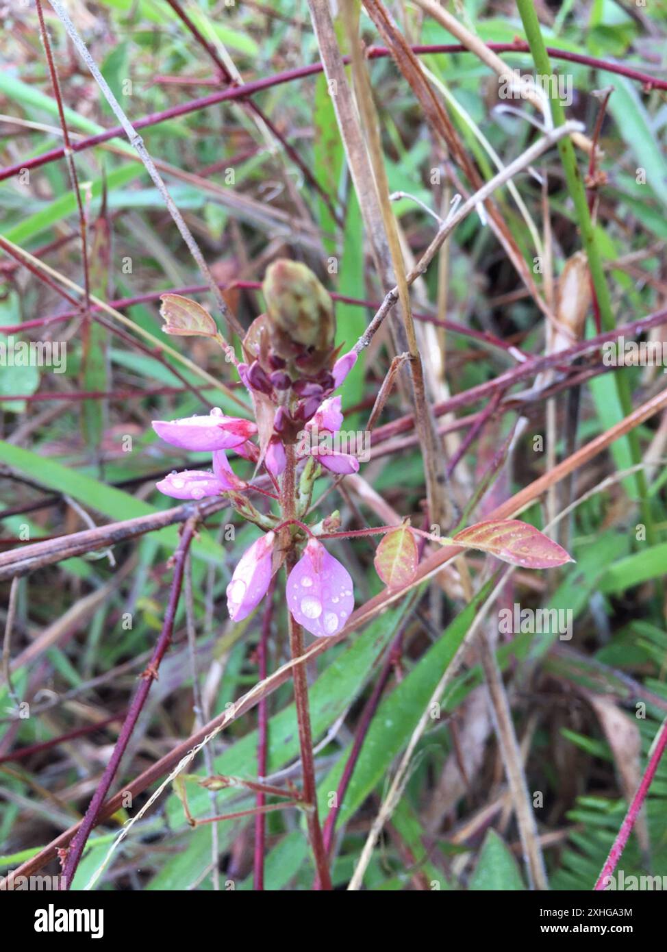 Greenleaf Ticktrefoil (Desmodium intortum Stock Photo - Alamy