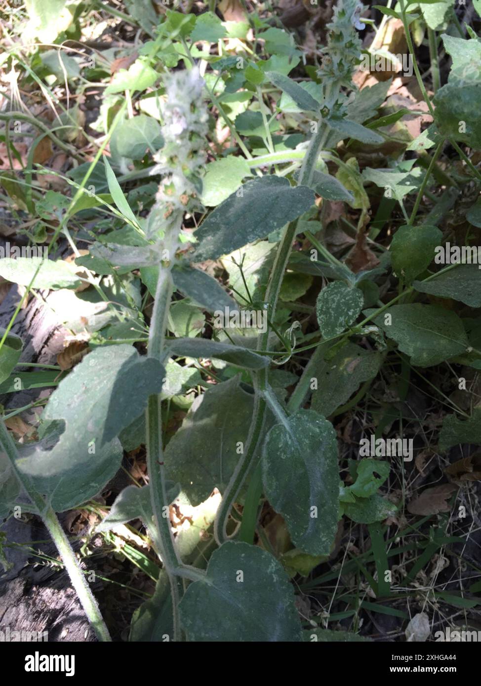 Whitestem hi-res stock photography and images - Alamy
