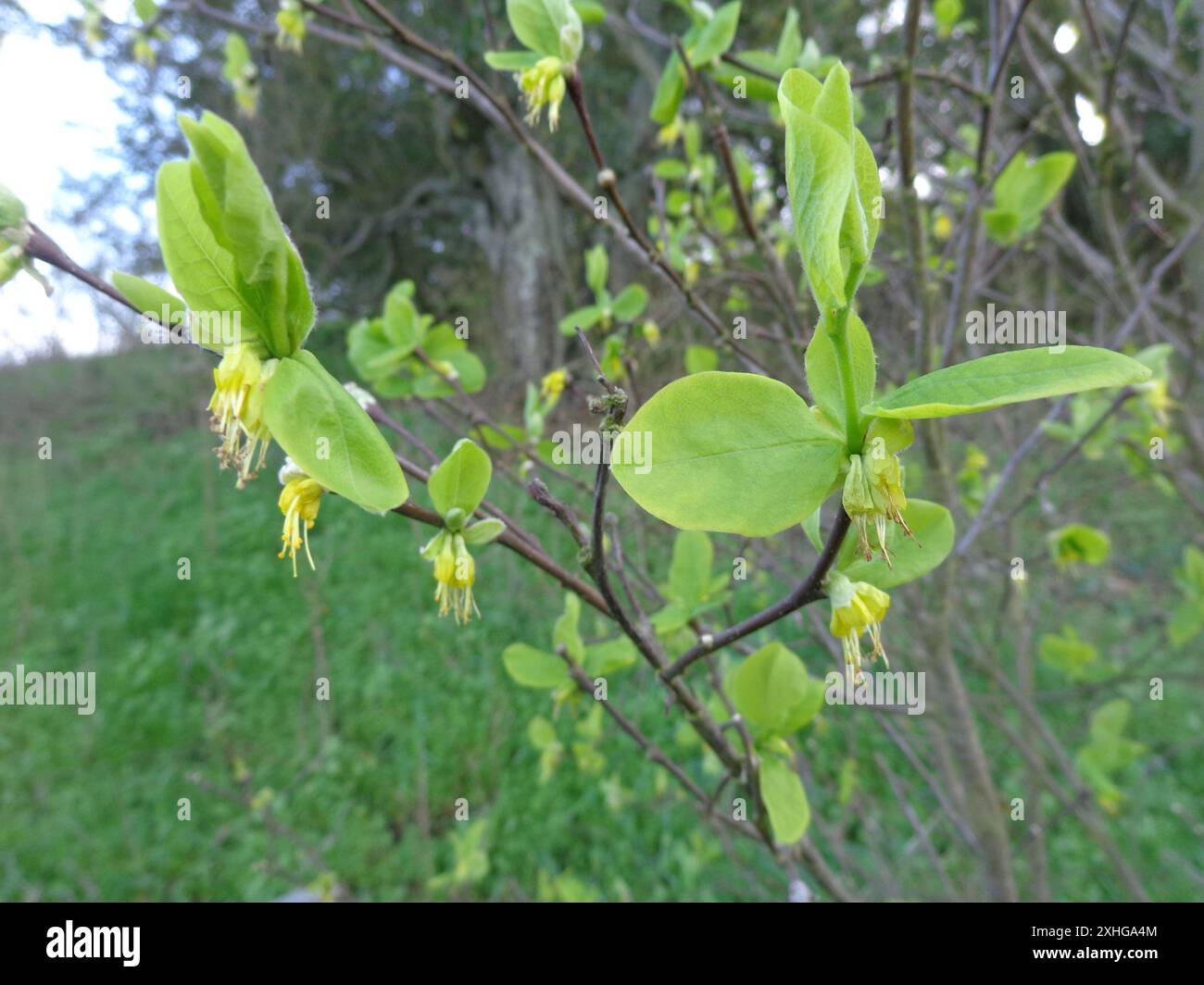 Western Leatherwood (Dirca occidentalis Stock Photo - Alamy
