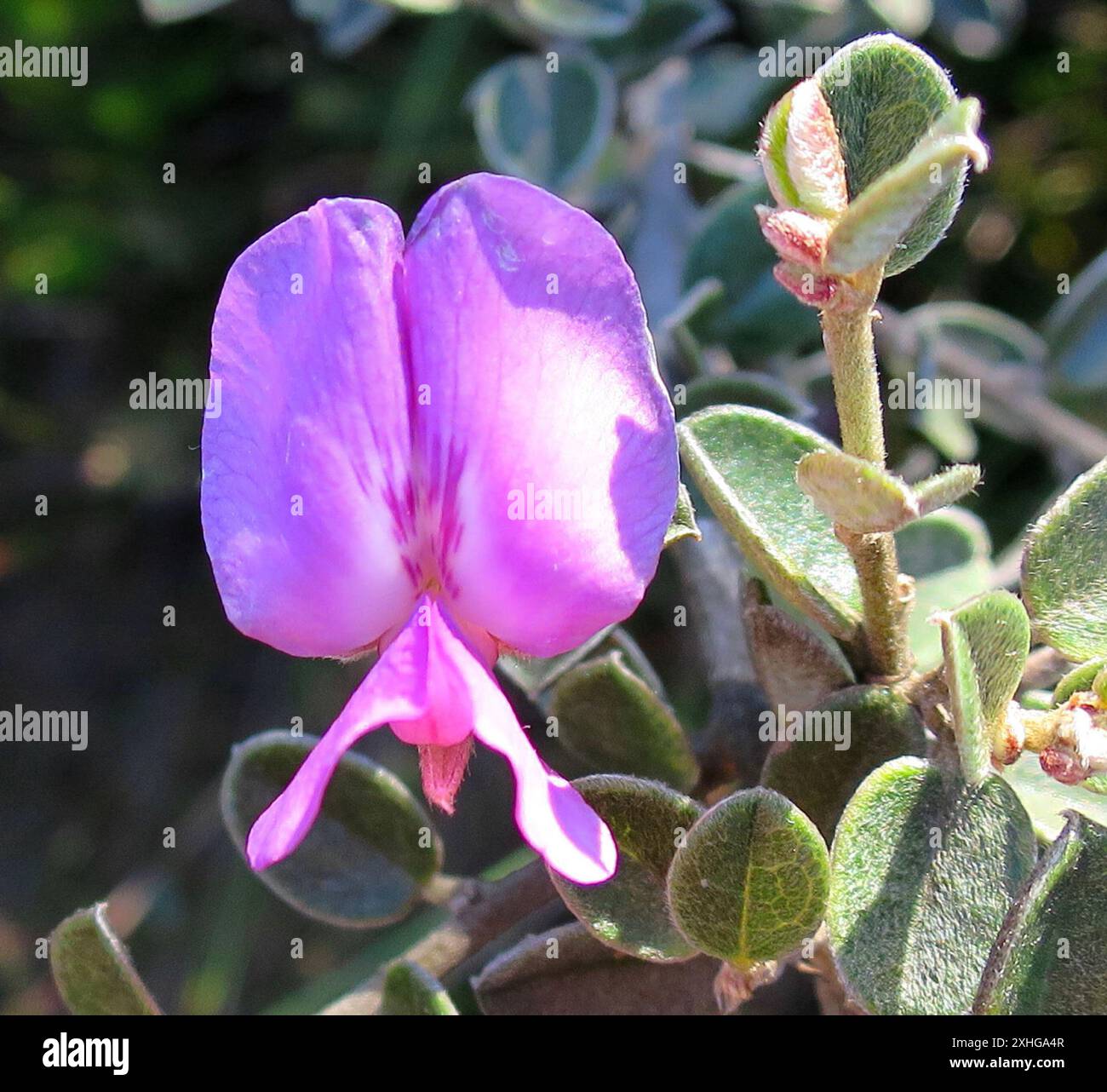 Hairy Capesweetpea (Podalyria burchellii Stock Photo - Alamy