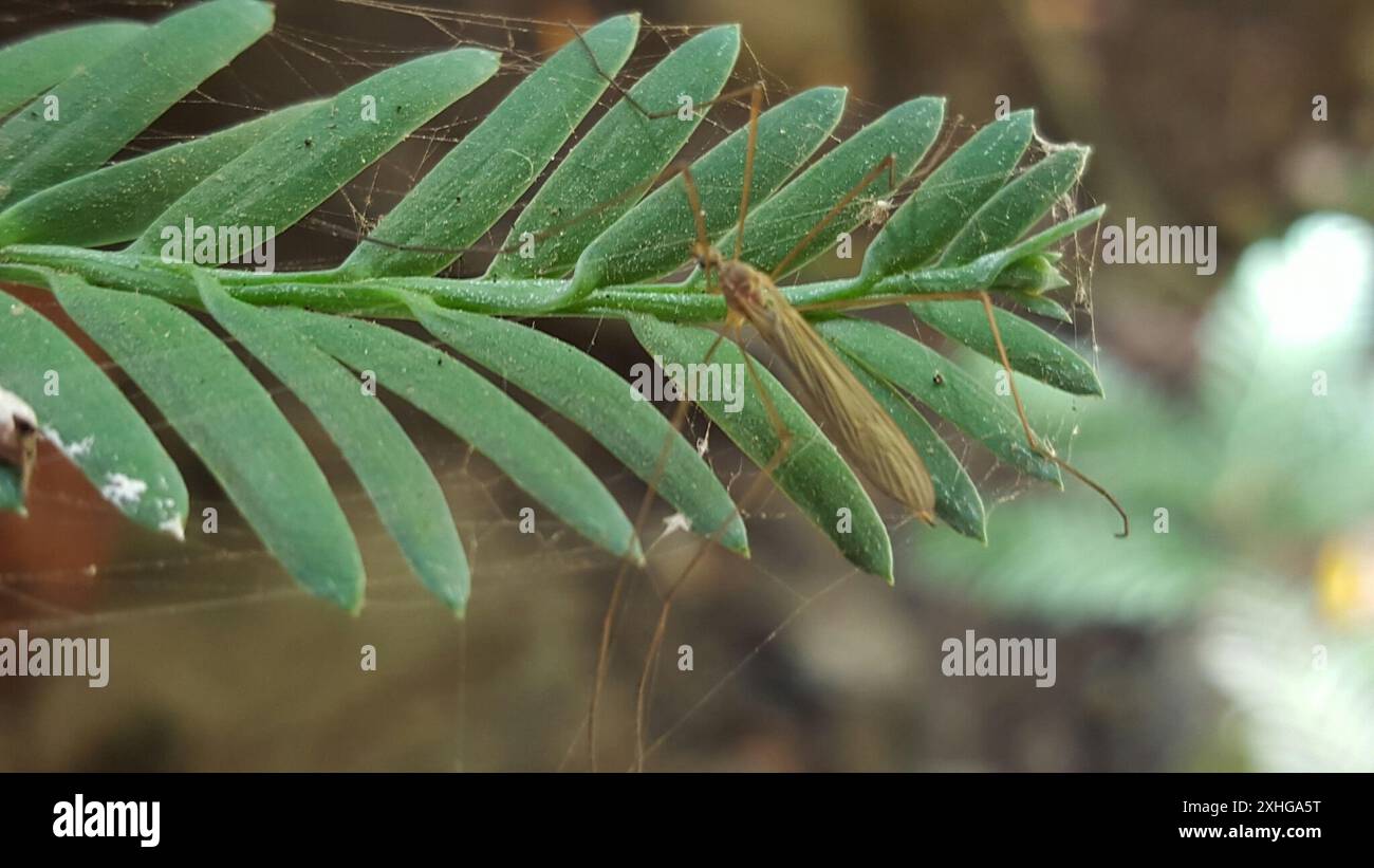 Typical Crane Flies (Tipuloidea Stock Photo - Alamy