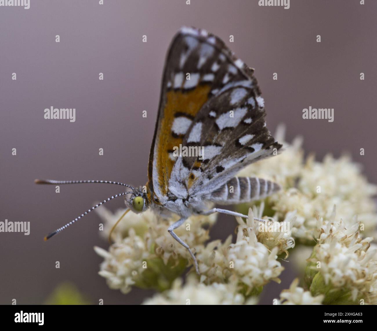 Mormon metalmark hi-res stock photography and images - Alamy
