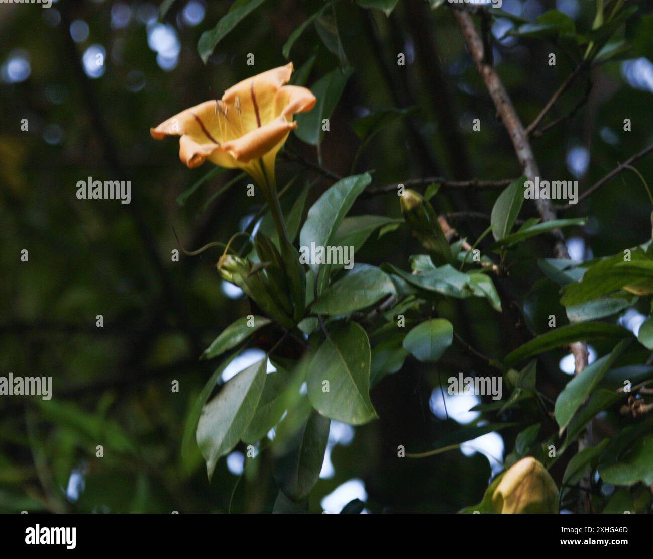 Solandra maxima golden chalice hi-res stock photography and images - Alamy