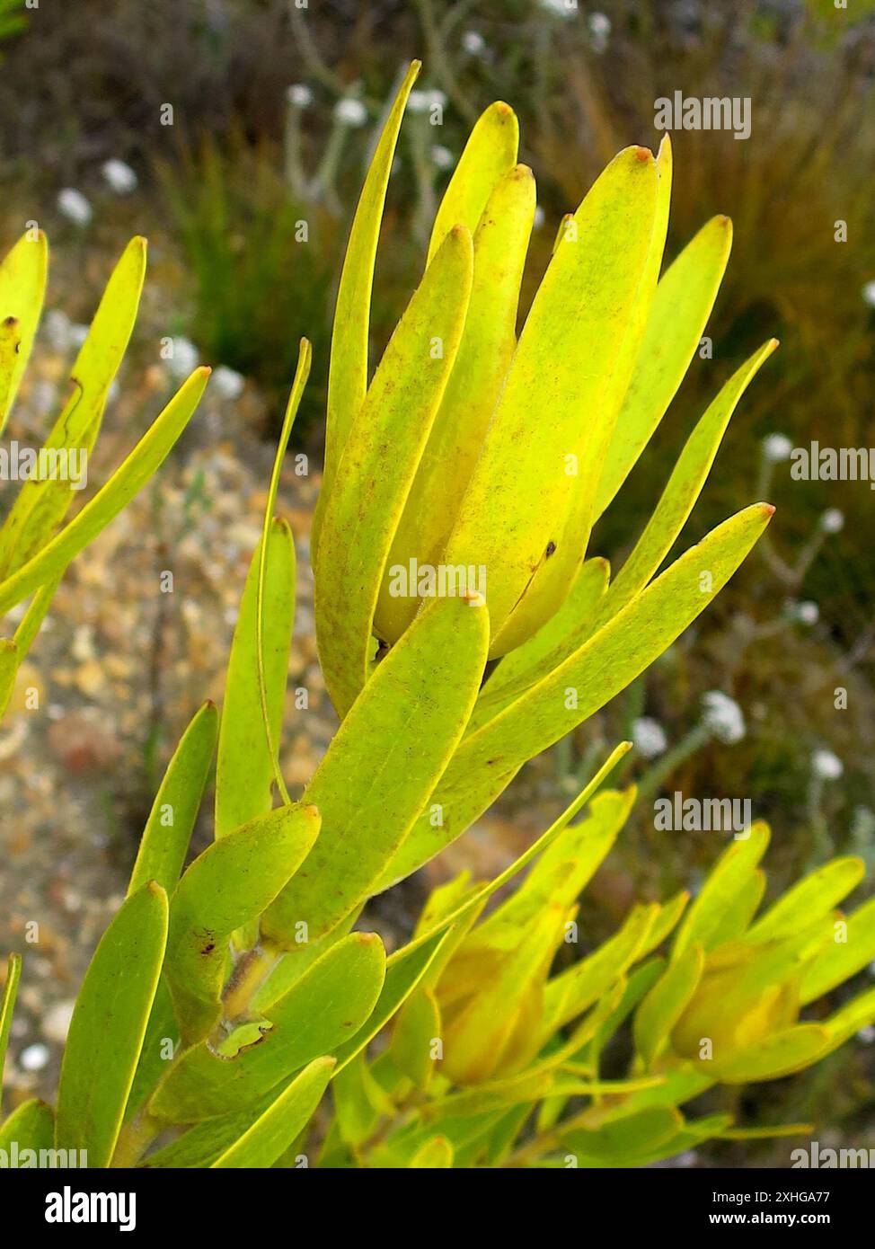 Cape Honey Bee (Apis mellifera capensis Stock Photo - Alamy