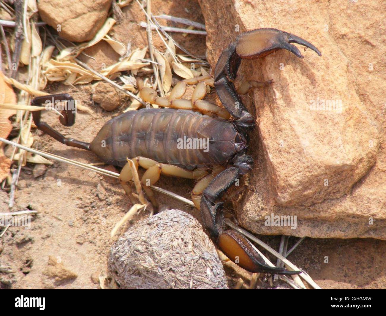 Rock scorpion hi-res stock photography and images - Alamy