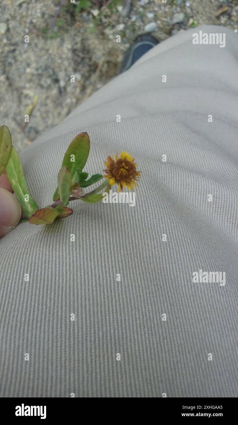 Spanish False Fleabane (Pulicaria paludosa Stock Photo - Alamy