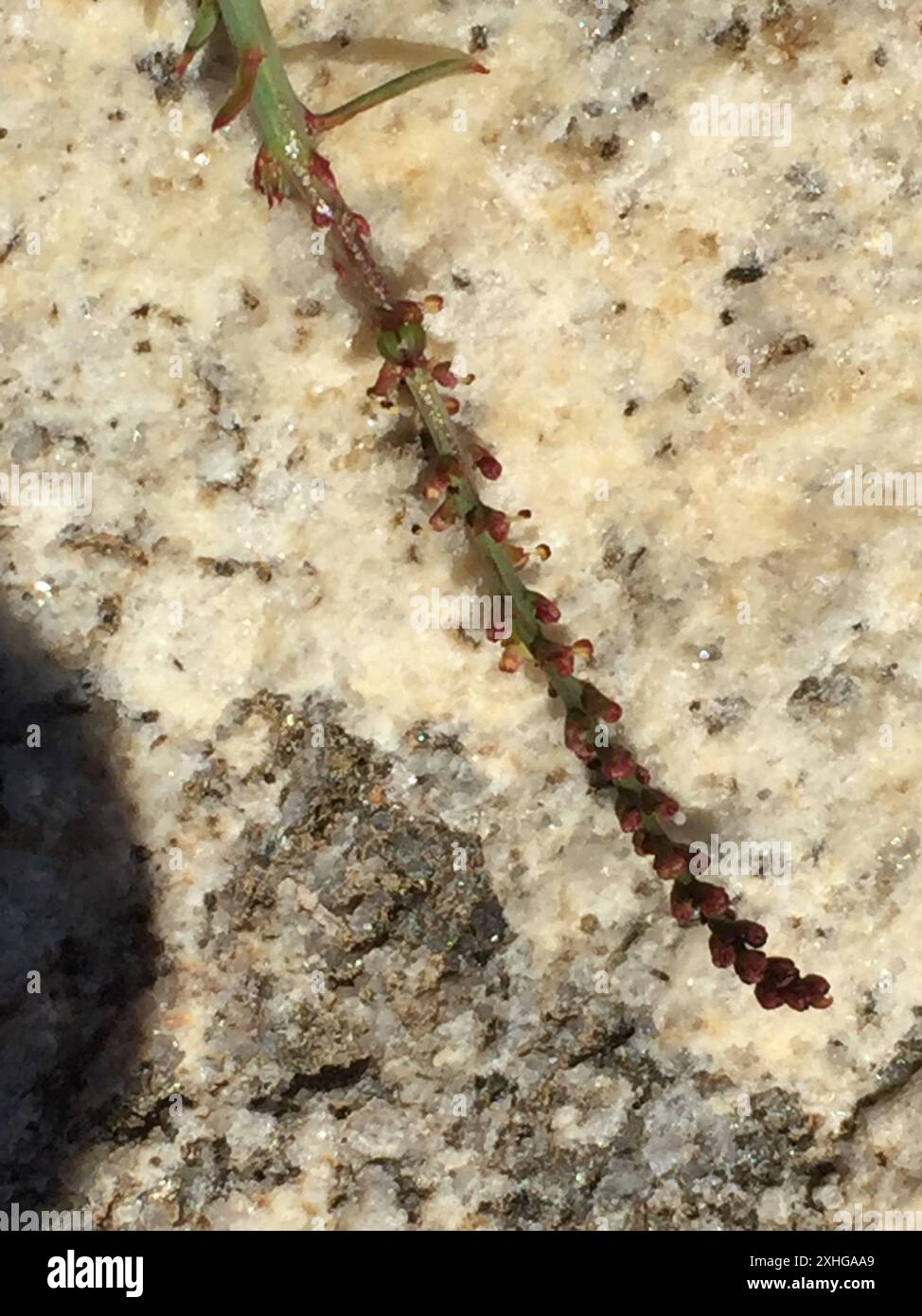 Narrow-leaved Stillingia (Stillingia linearifolia Stock Photo - Alamy