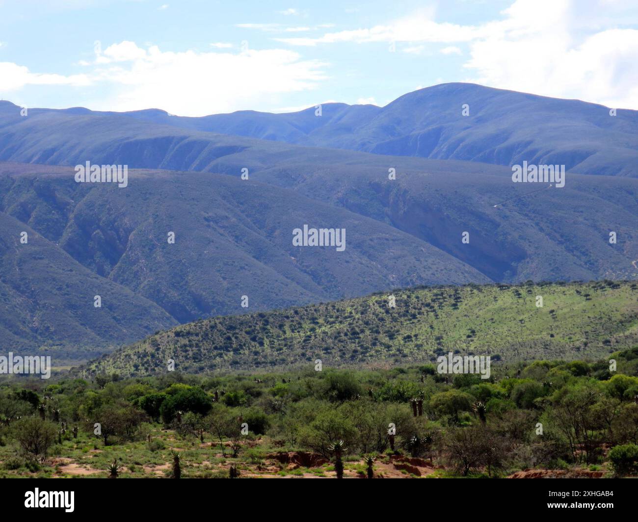 Gwarrie (Euclea undulata Stock Photo - Alamy