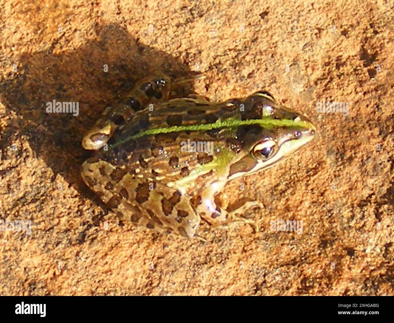 Common River Frog (Amietia delalandii Stock Photo - Alamy
