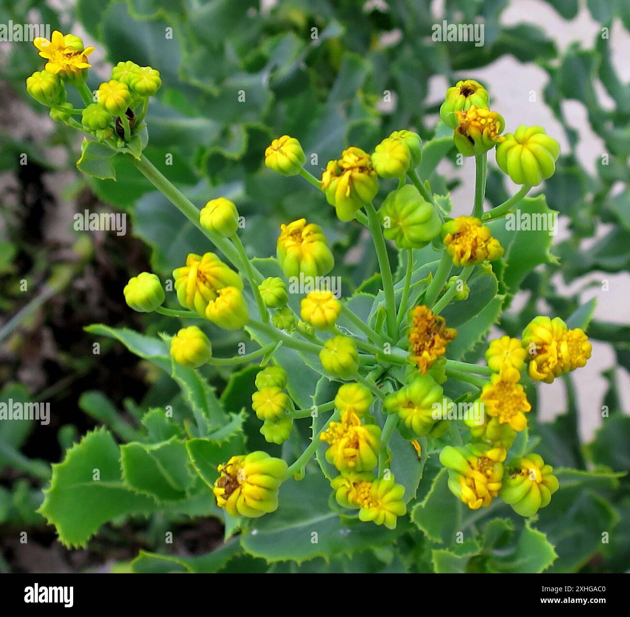 Poorflower Babooncabbage (Othonna parviflora Stock Photo - Alamy